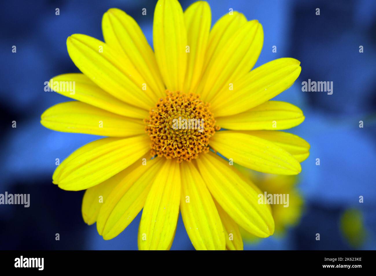 Beautiful bright and colorful yellow flowers with long blue leaves on a ...