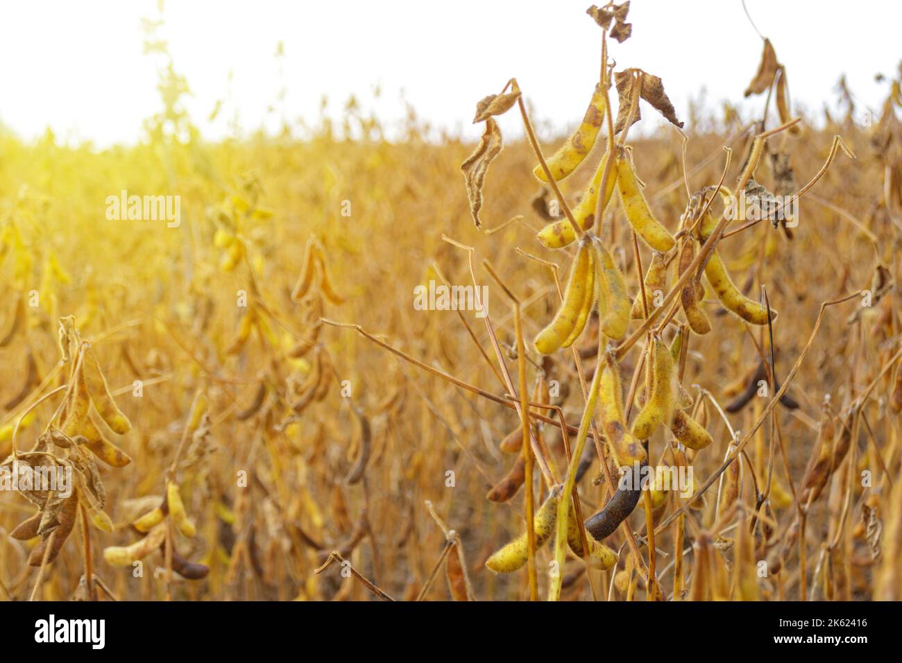 Ripe soybean pods close hi-res stock photography and images - Alamy