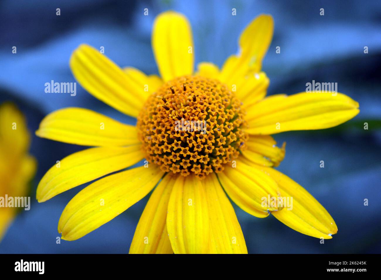 Beautiful bright and colorful yellow flowers with long blue leaves on a ...