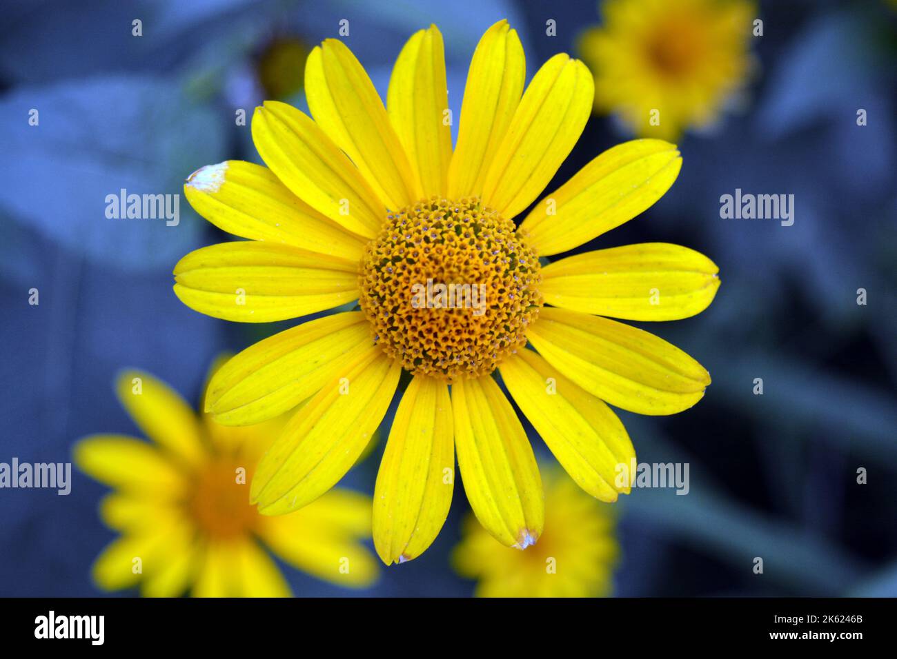 Beautiful bright and colorful yellow flowers with long blue leaves on a ...
