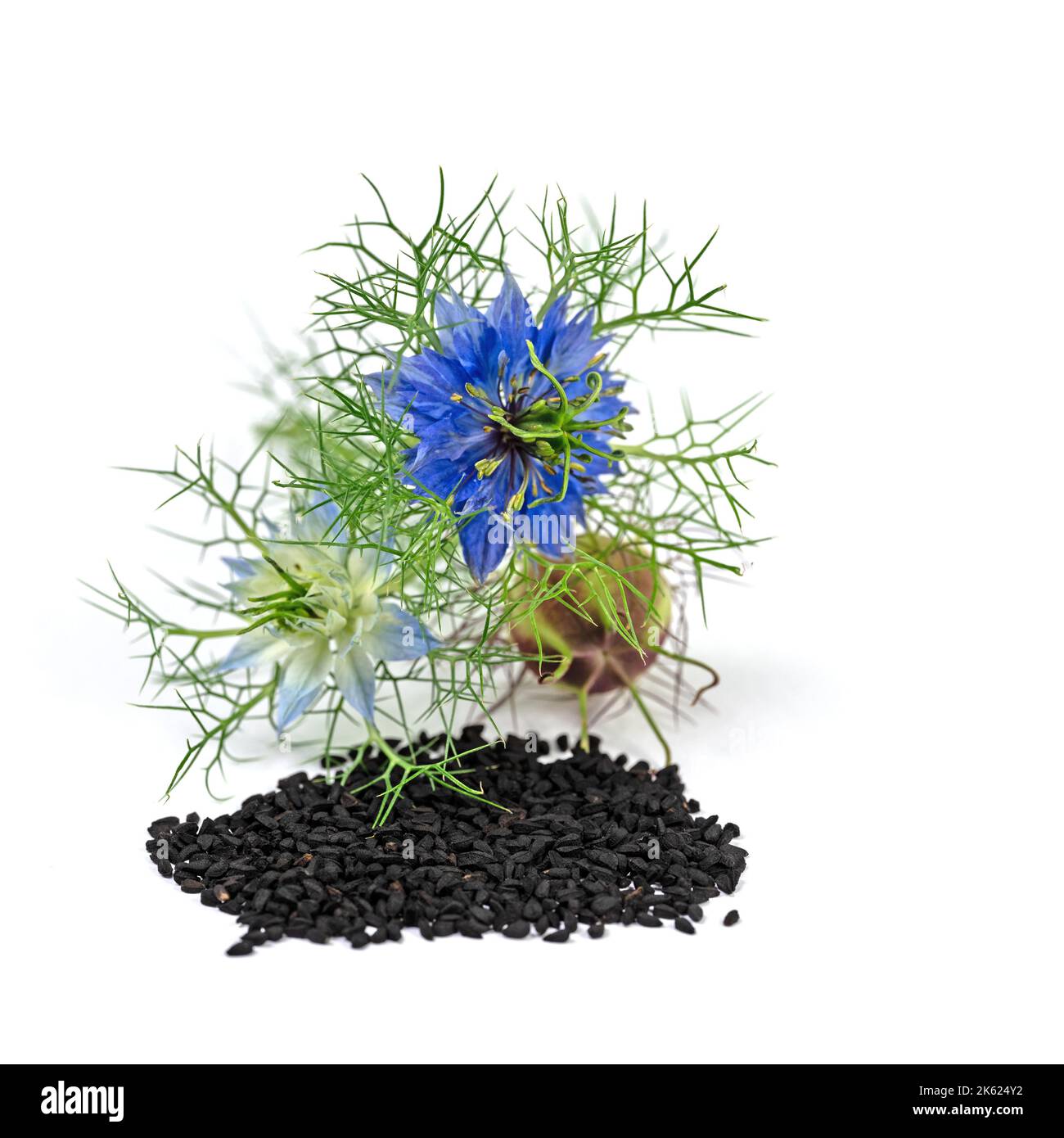 Black cumin seeds, Nigella sativa, against white background Stock Photo ...