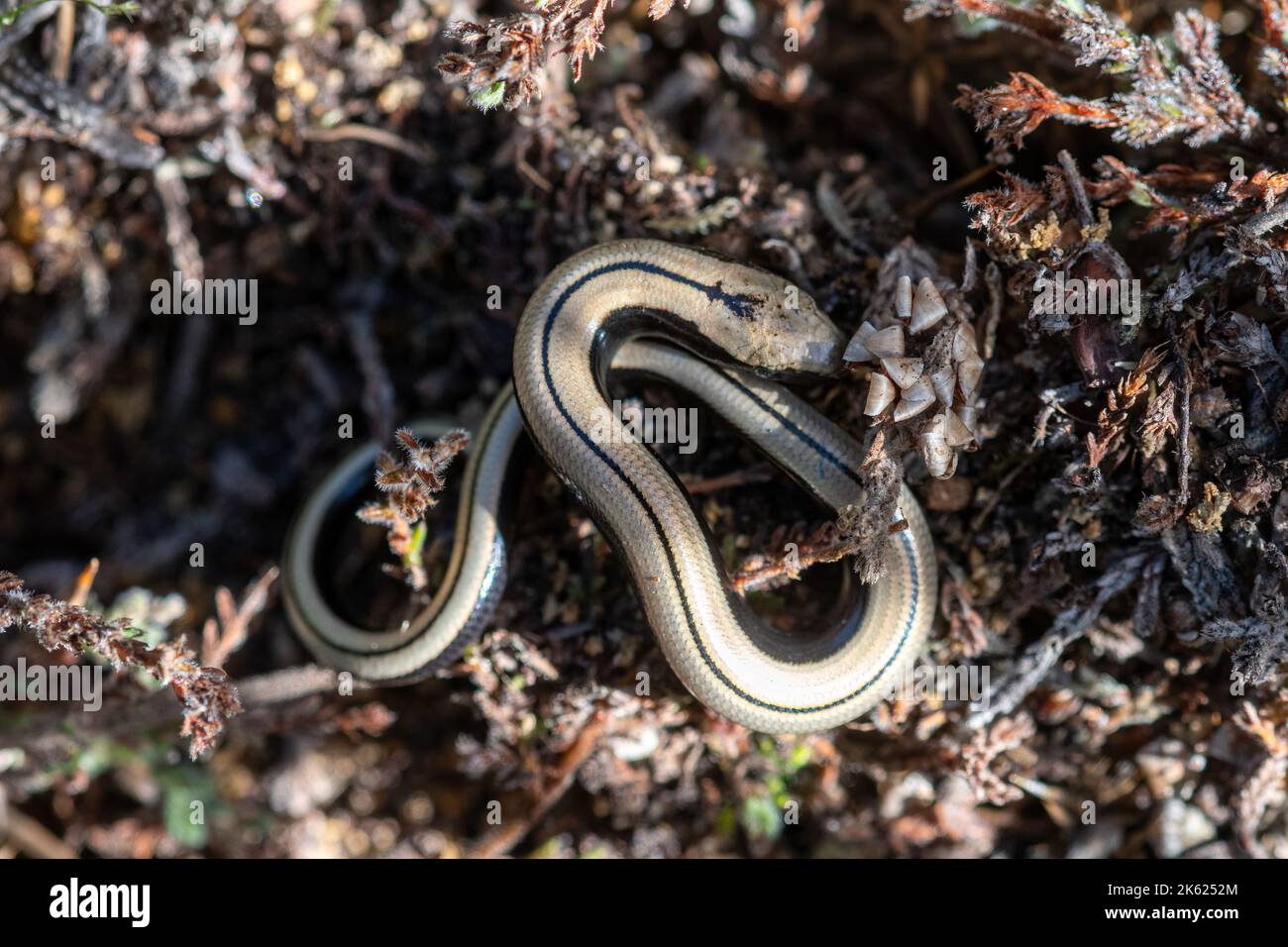 Young baby slow worm (Anguis fragilis), UK reptile on Surrey heathland ...