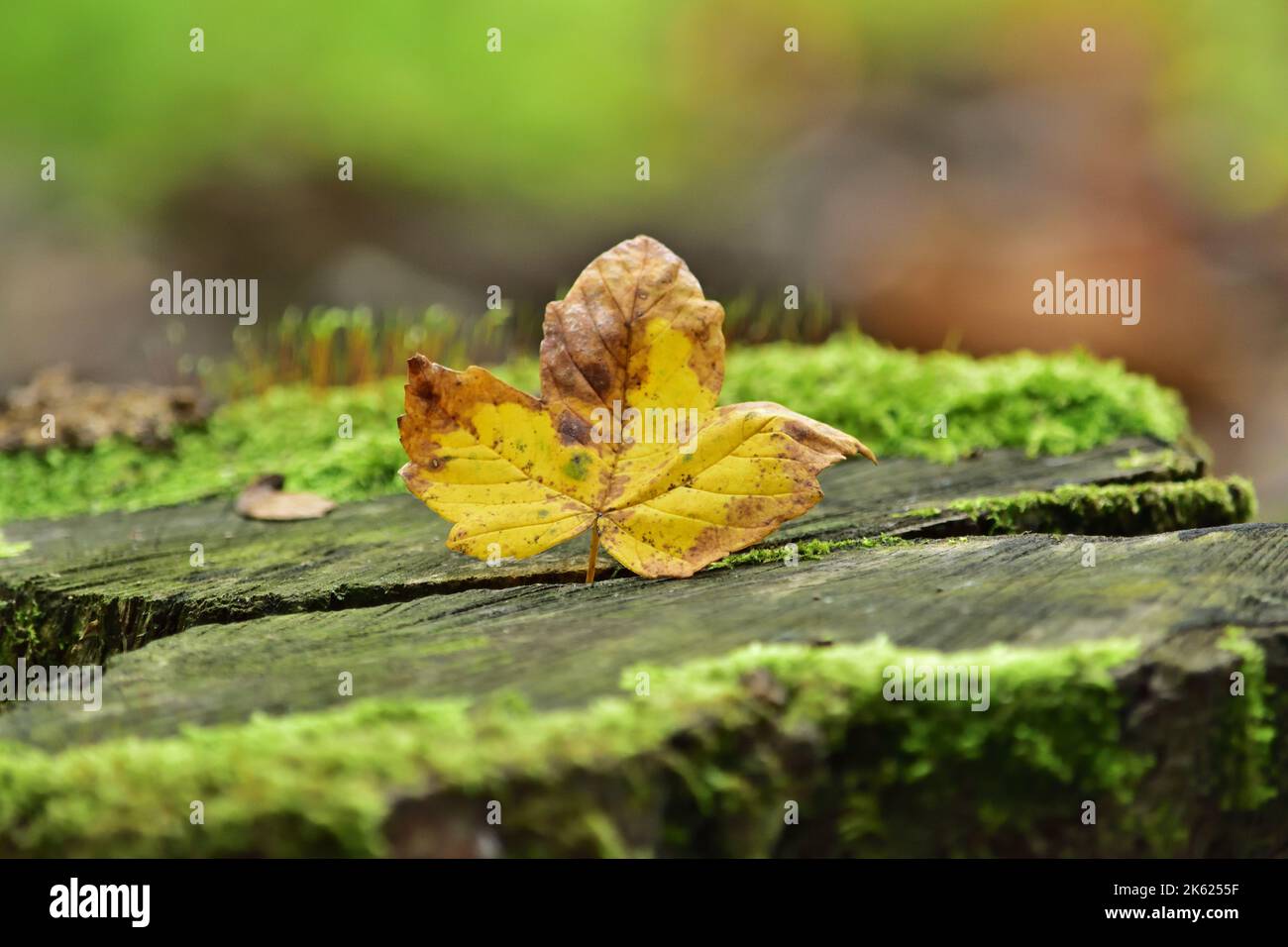 Autumn background with fallen leaf and moss, Bakony, Hungary Stock ...