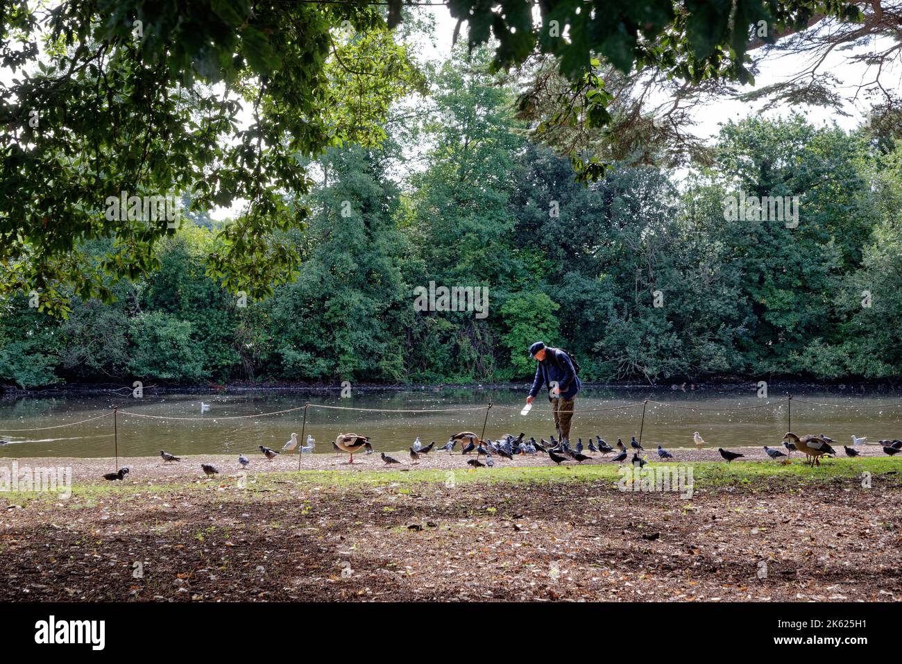 An elderly man feeding wildfowl and pigeons by a lakeside in parkland ...