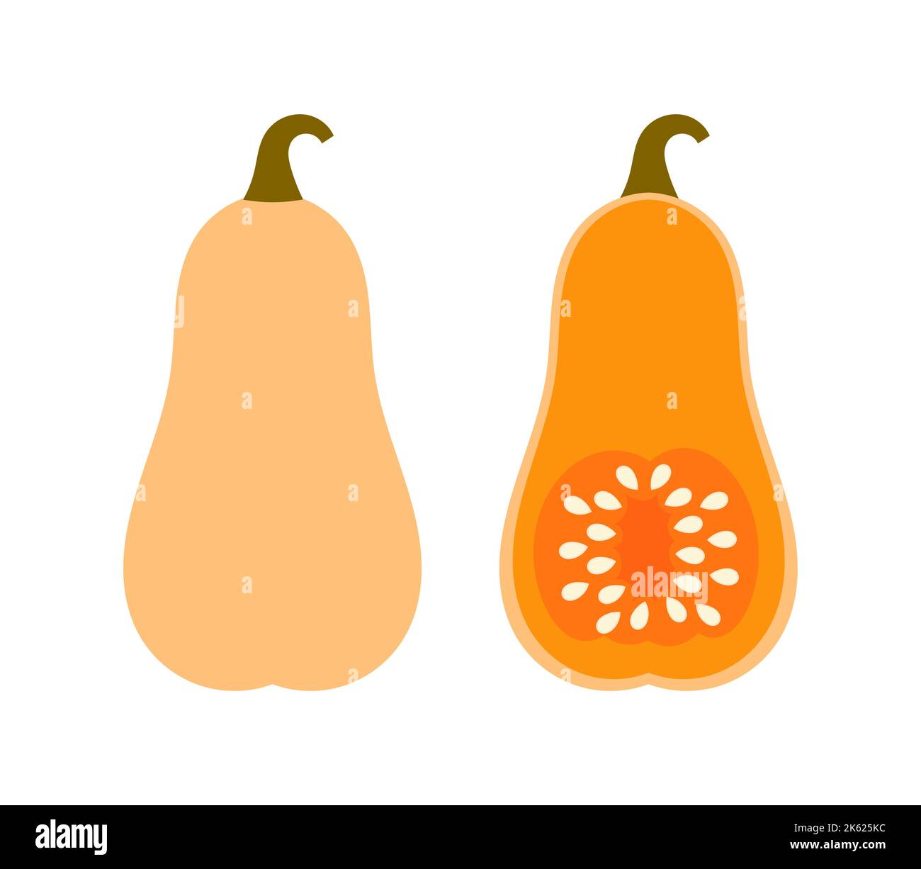 Butternut squash with seeds. Vector illustration Stock Vector Image ...