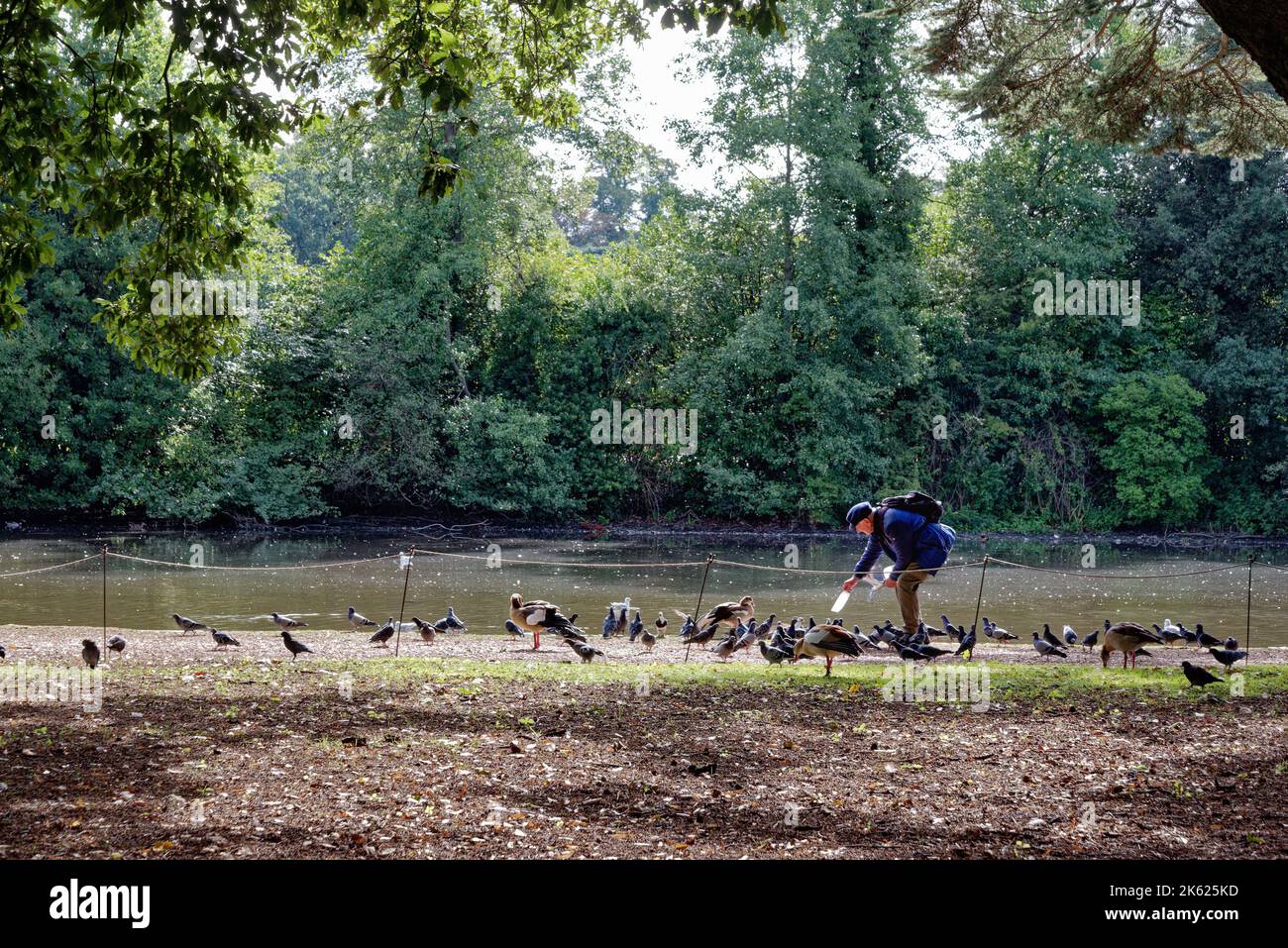 An elderly man feeding wildfowl and pigeons by a lakeside in parkland ...