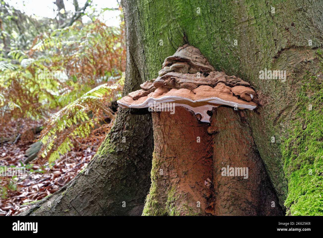 Close up of a large bracket fungus growing on the trunk of a beech tree ...