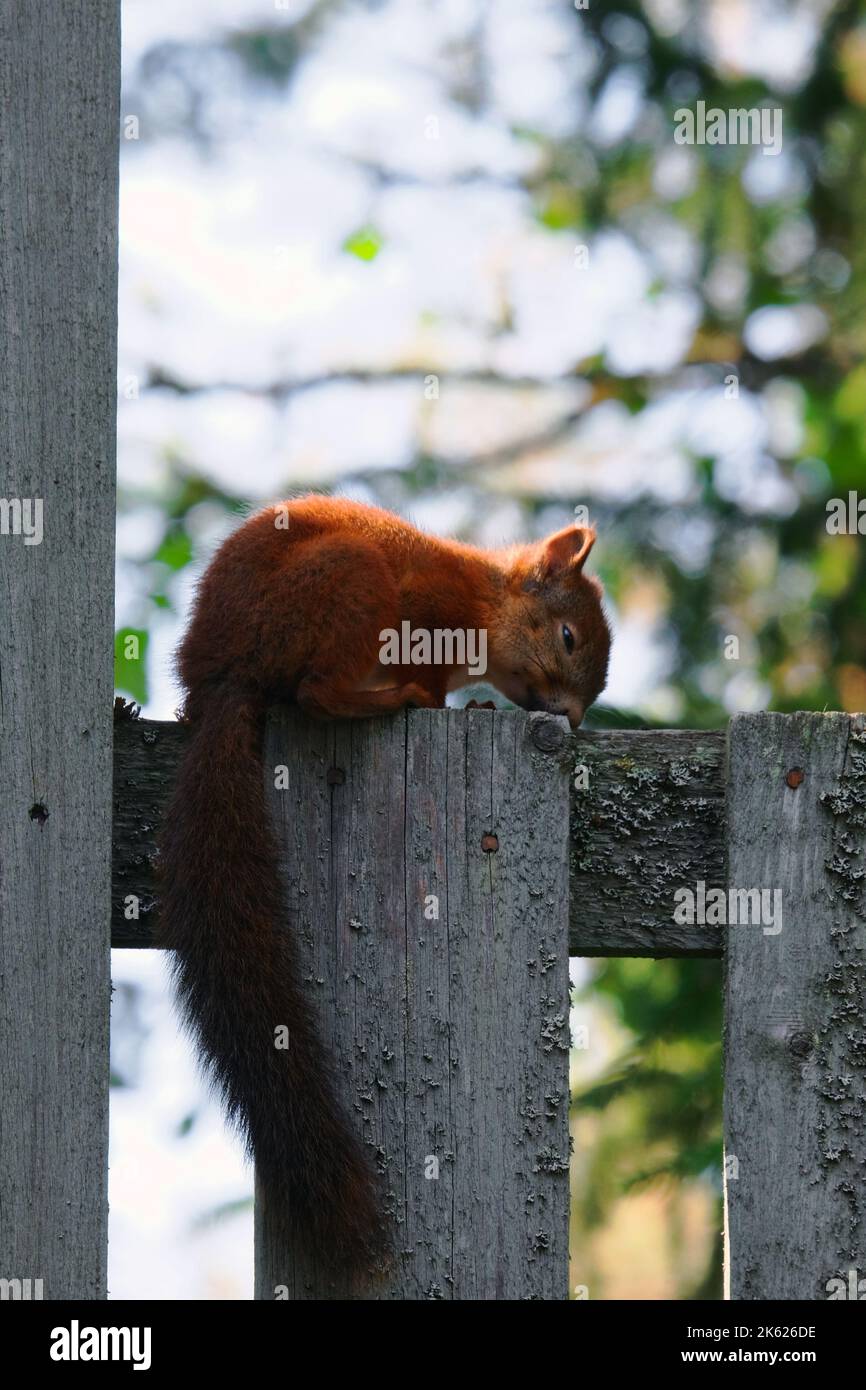 Chilling on a fence Stock Photo - Alamy