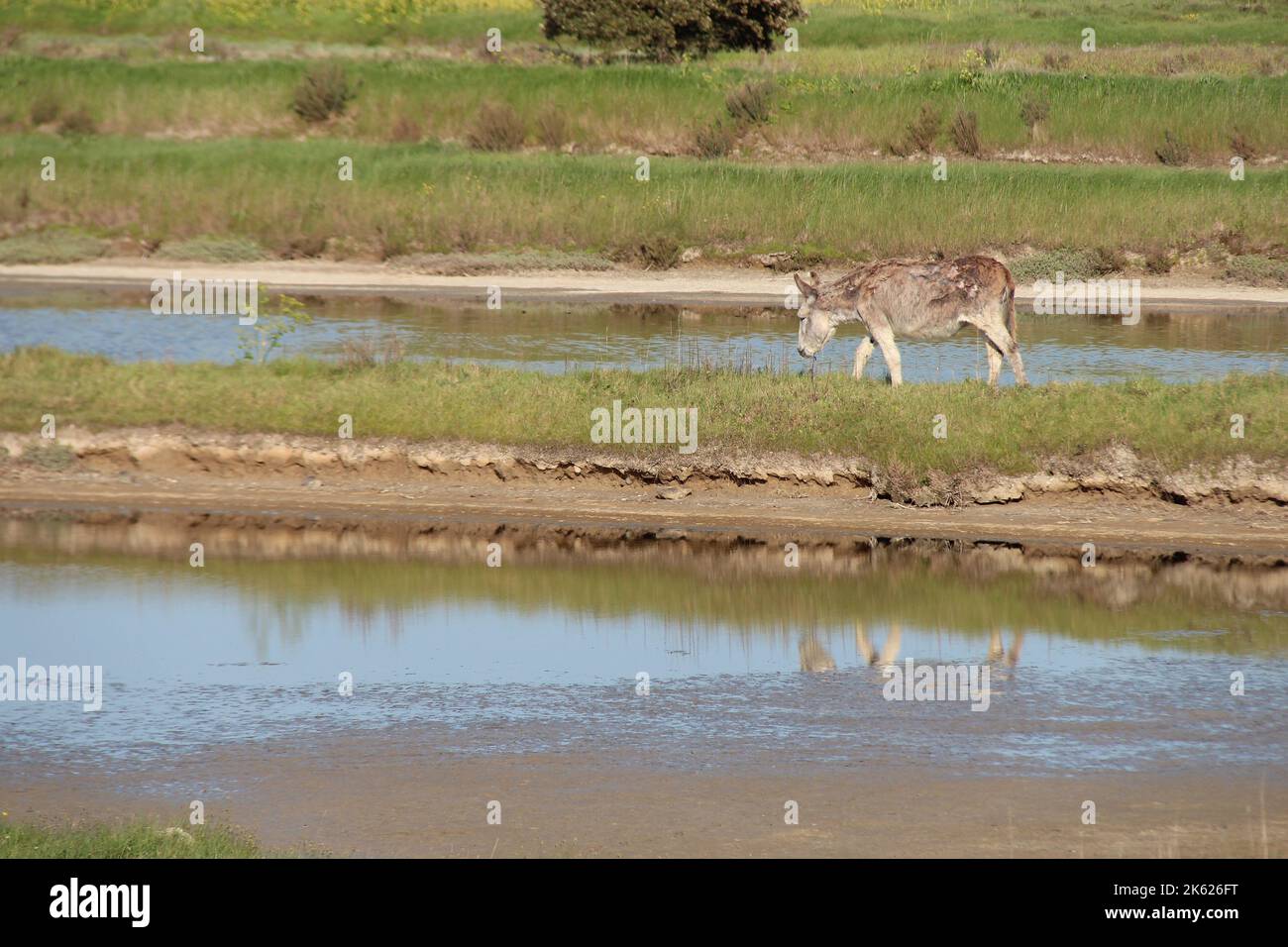 Donkey water animal farm hi-res stock photography and images - Alamy