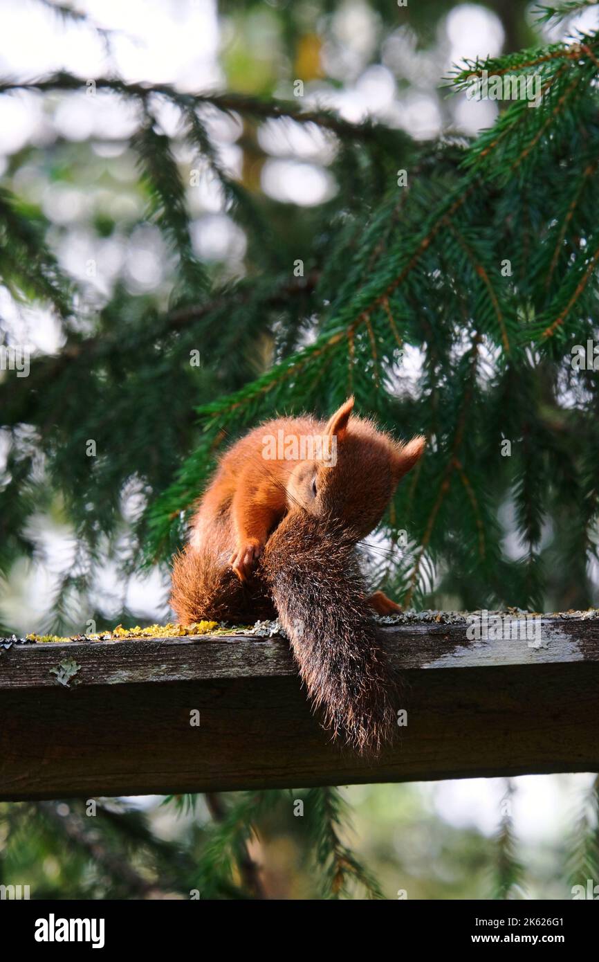 Tail washing hi-res stock photography and images - Alamy