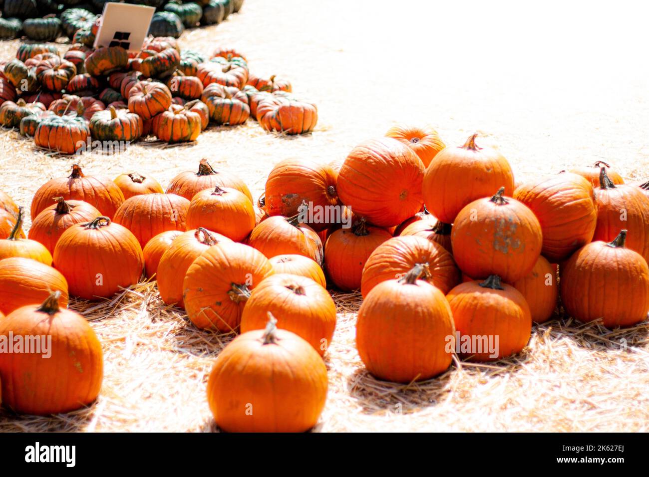 Pumpkins in a pumpkin patch Stock Photo - Alamy