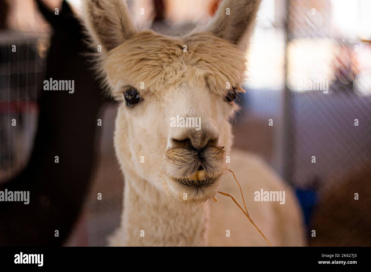A white llama at a petting zoo Stock Photo - Alamy