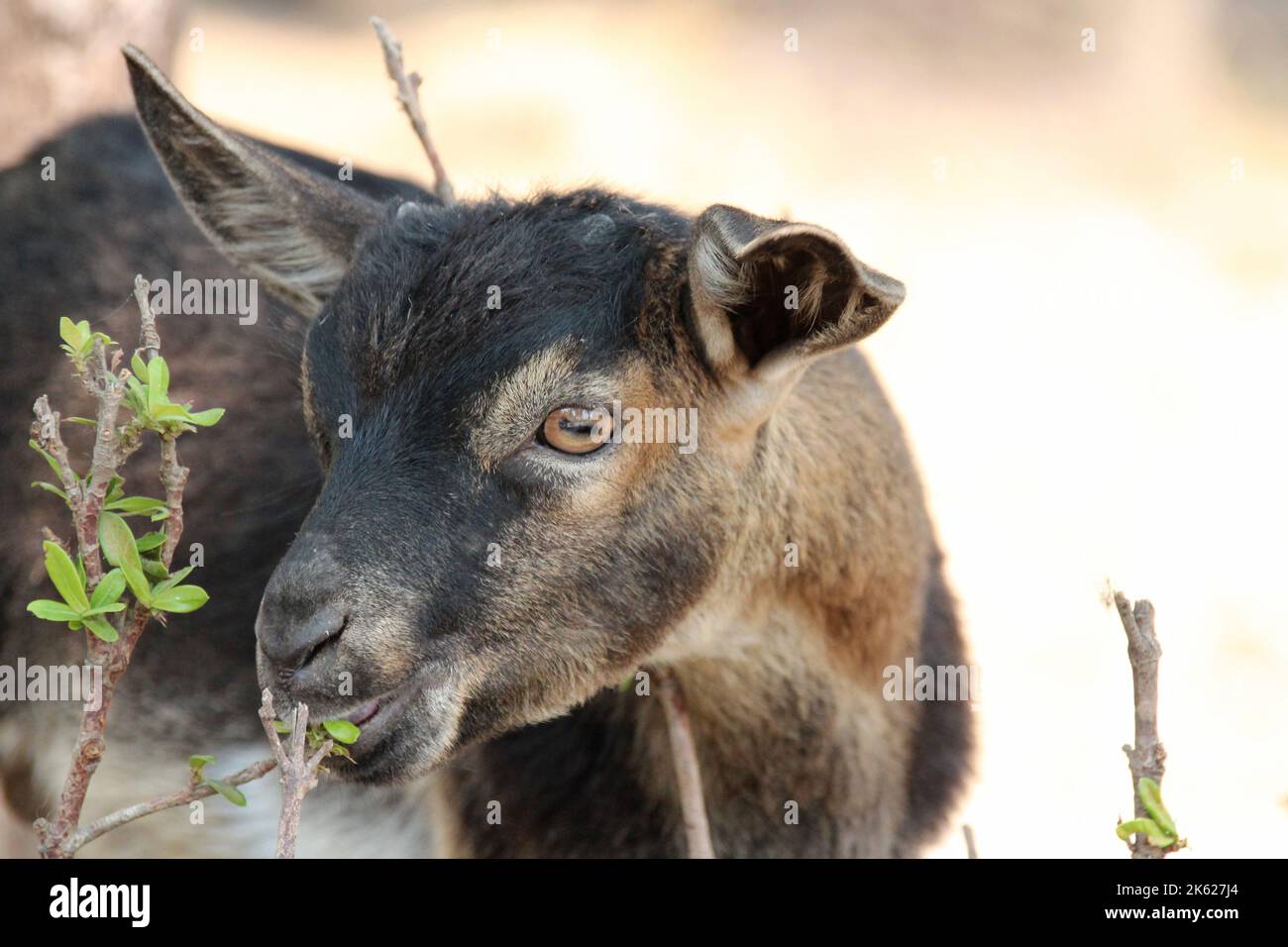 baby goat in laos Stock Photo - Alamy