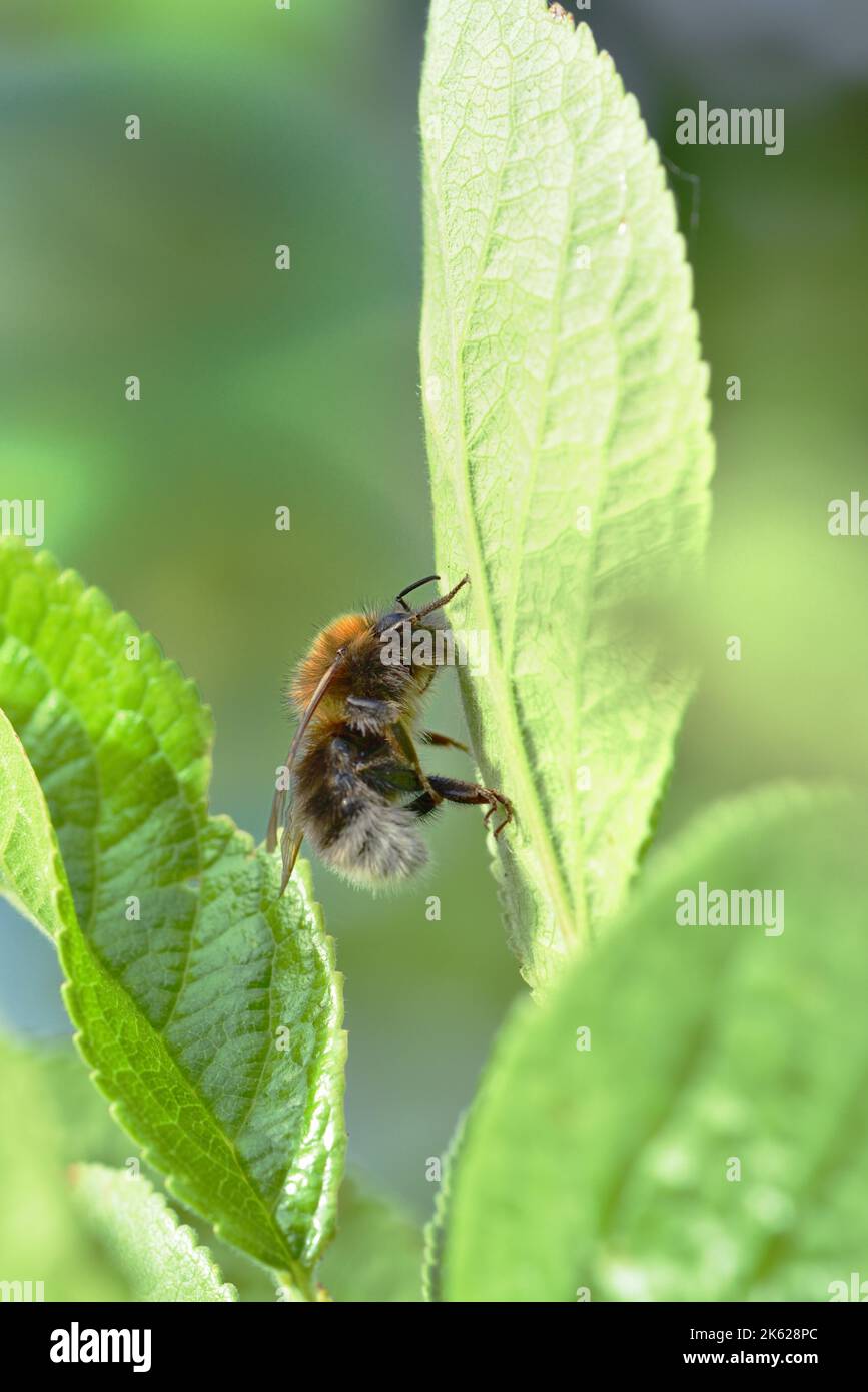 Large bumble bee warming up in the sunshine Stock Photo - Alamy