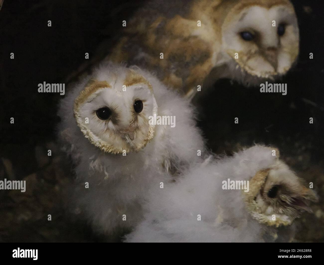 newborn baby night owl close up portrait in a training falconry ...