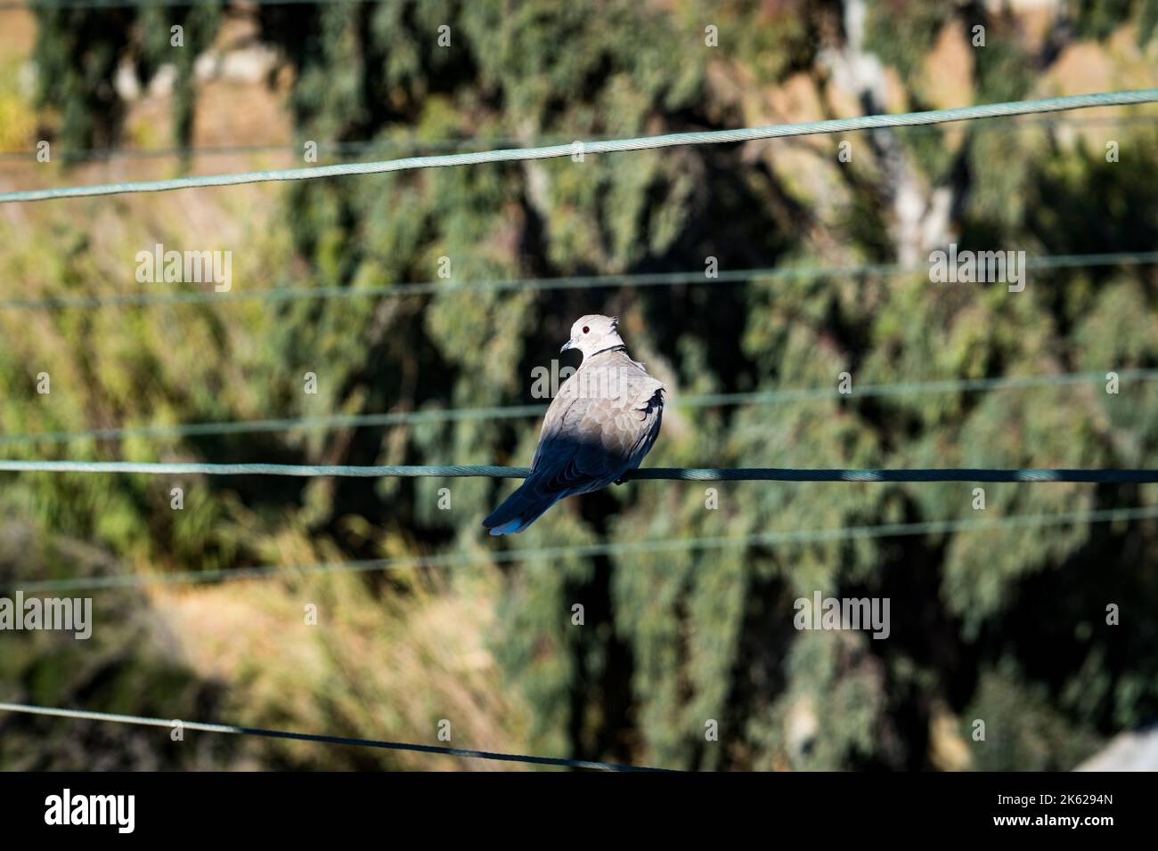 A selective focus shot of a pigeon bird perched on a wire on a sunny ...