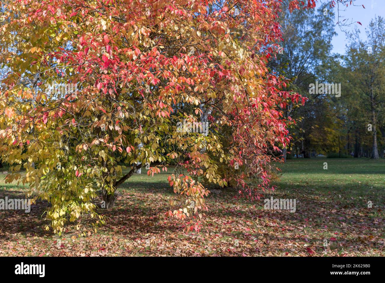 Autumn tree with red and yellow foliage in the park. Kemeri Landscape ...