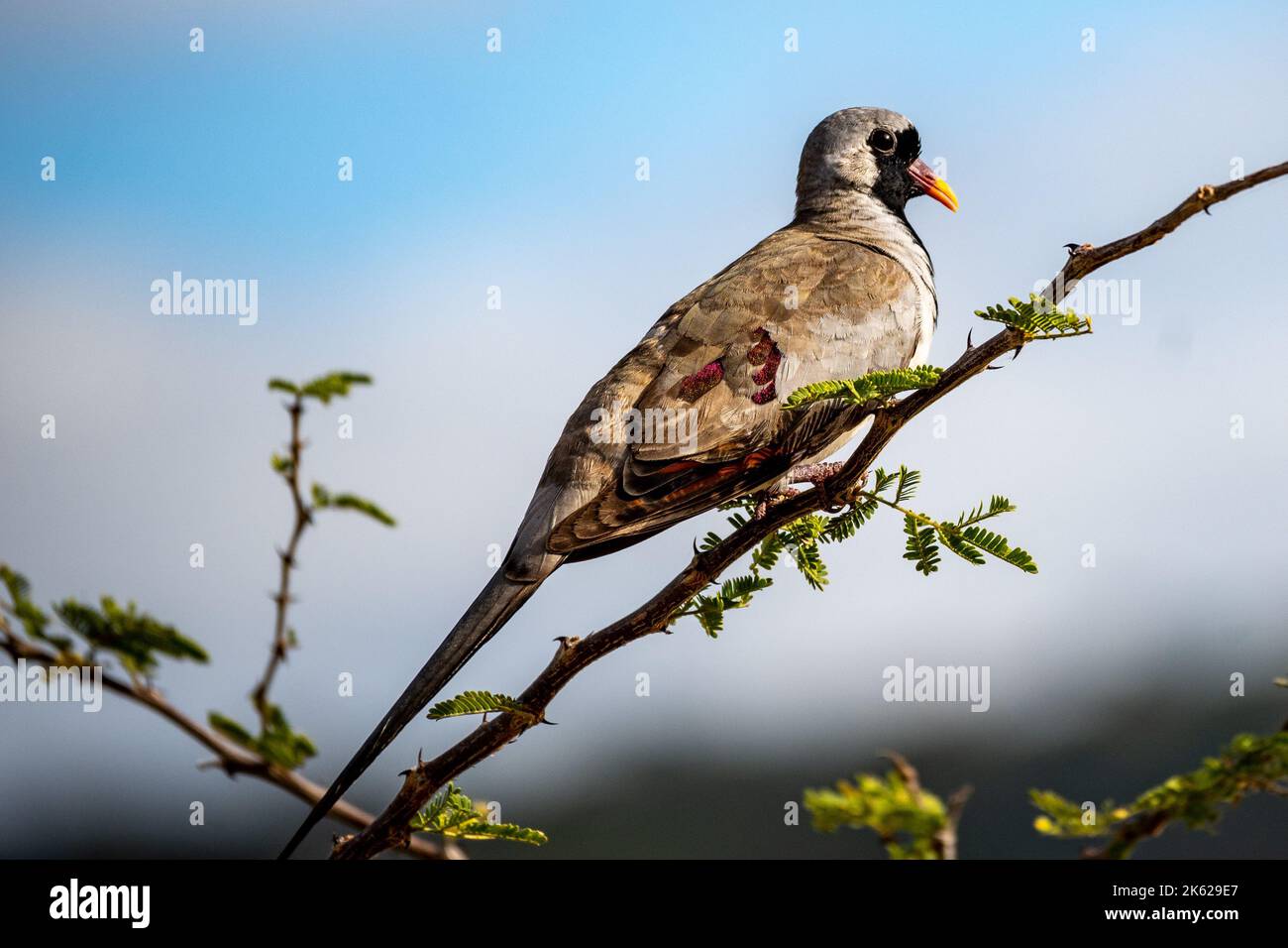 Namaqua dove bird hi-res stock photography and images - Alamy