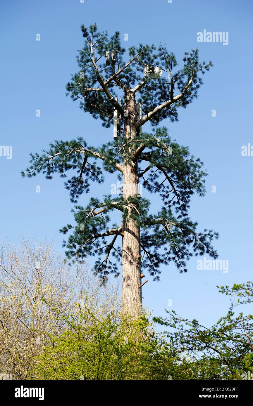 Artifical mobile phone mast as a tree Stock Photo - Alamy