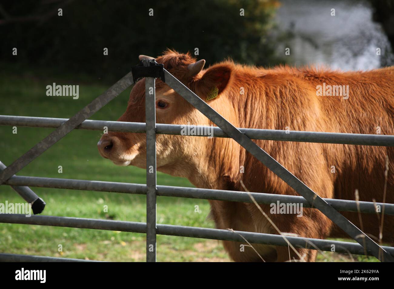 Cattle behind metal gate hi-res stock photography and images - Alamy