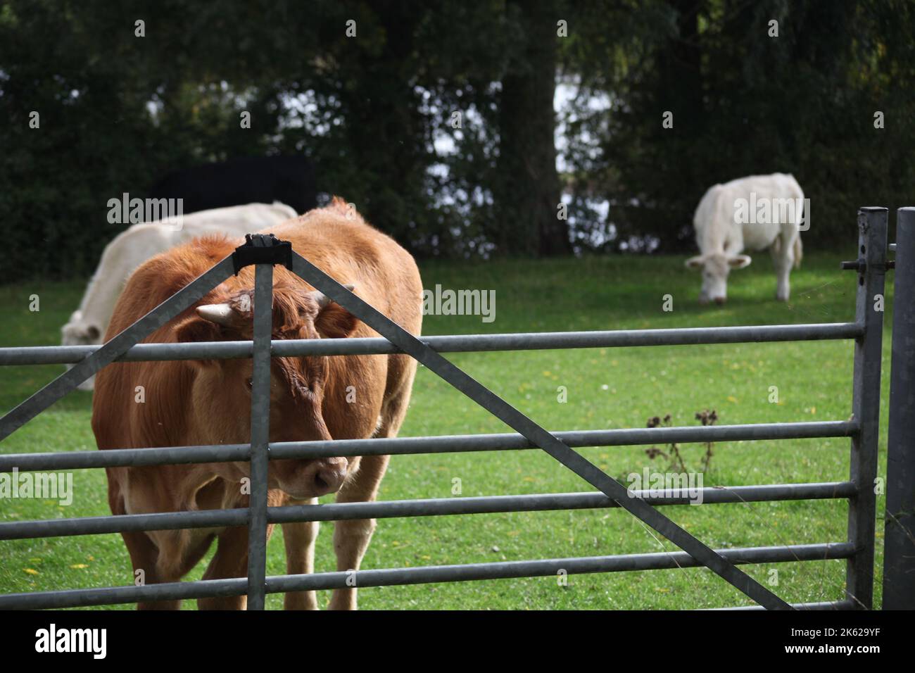 Cattle behind metal gate hi-res stock photography and images - Alamy