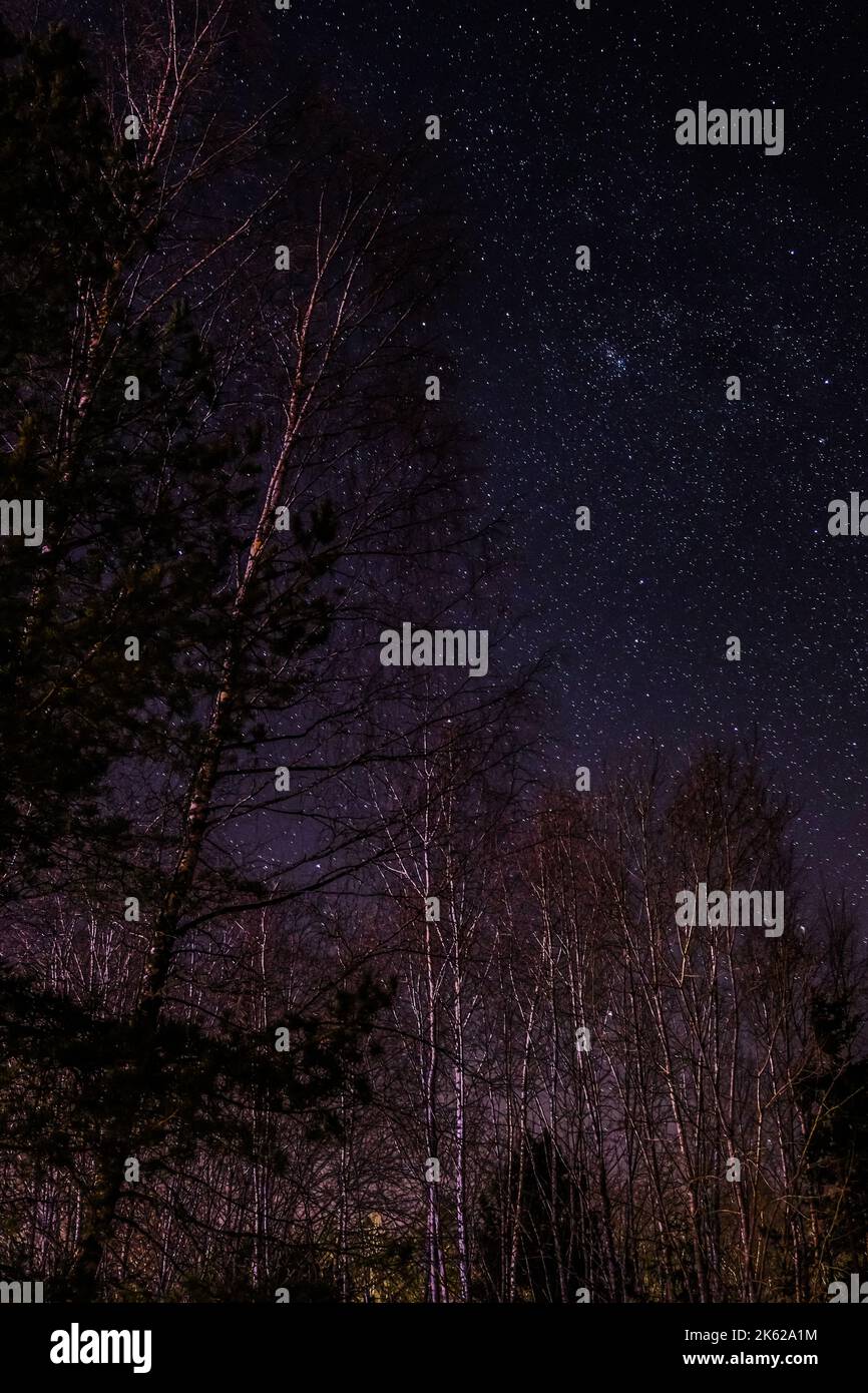 A vertical of a beautiful starry night from the branches of the trees ...