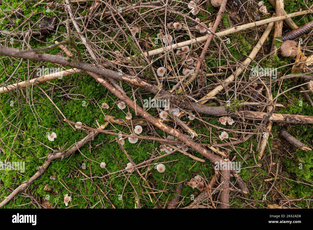 Little Mushrooms from above in a thicket of wood and moss Stock Photo ...