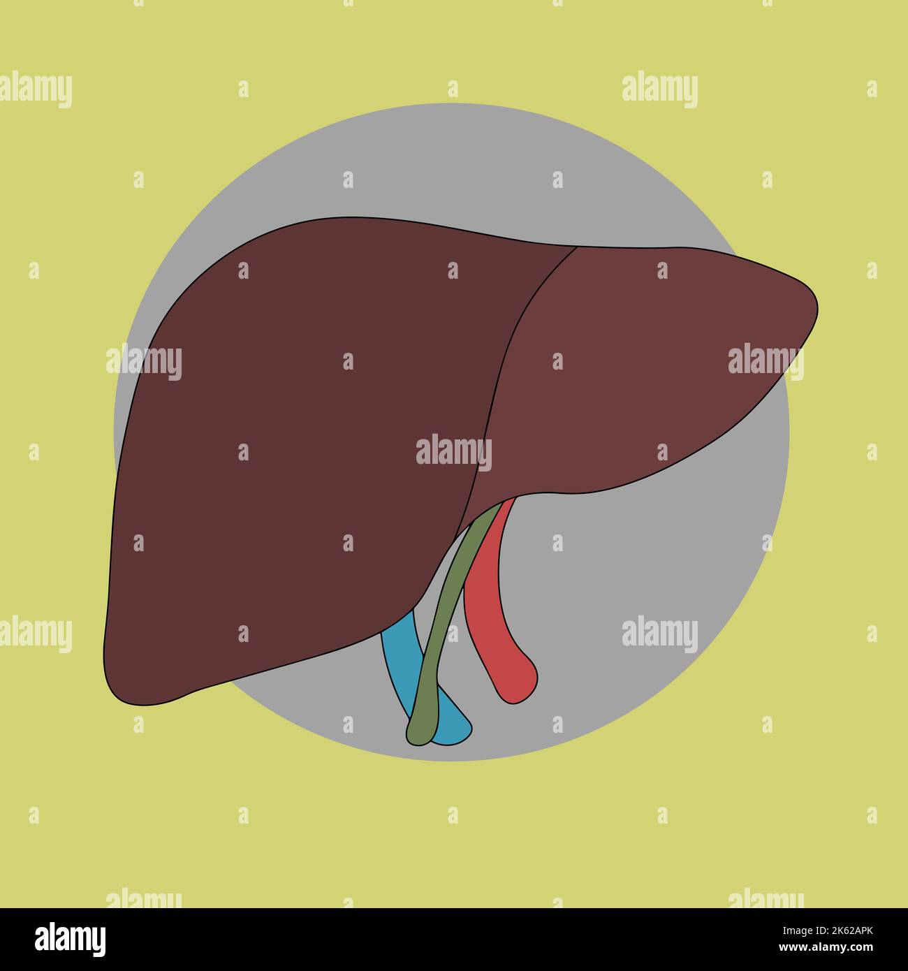 Human liver icon. Flat illustration of human liver icon for web design ...