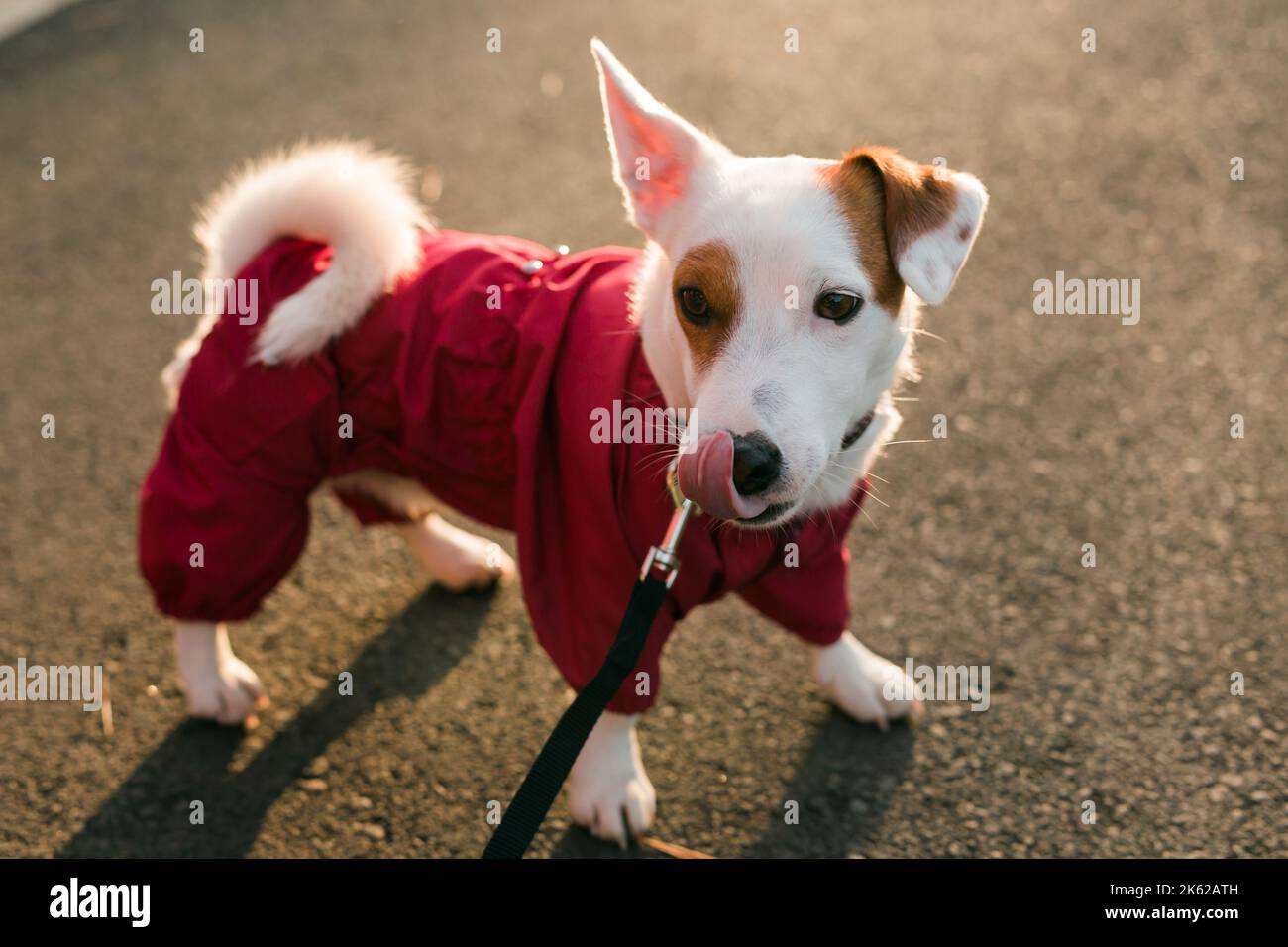 Adorable Jack Russell Terrier outdoors autumn or winter. Portrait of a ...