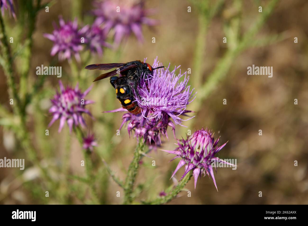 mammoth wasp (Megascolia maculata, Megascolia maculata maculata ...