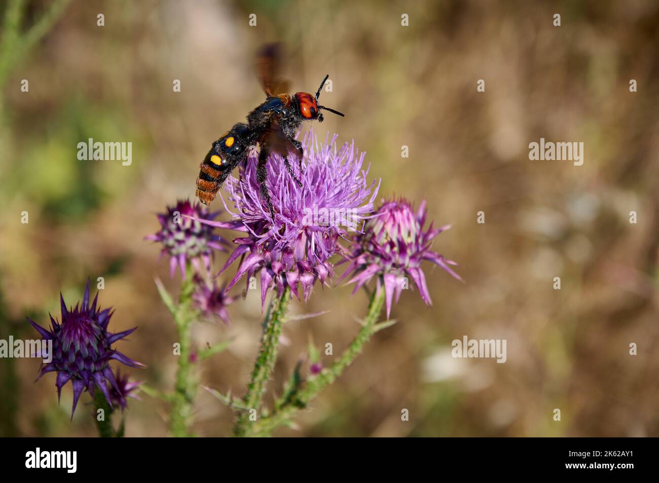 mammoth wasp (Megascolia maculata, Megascolia maculata maculata ...