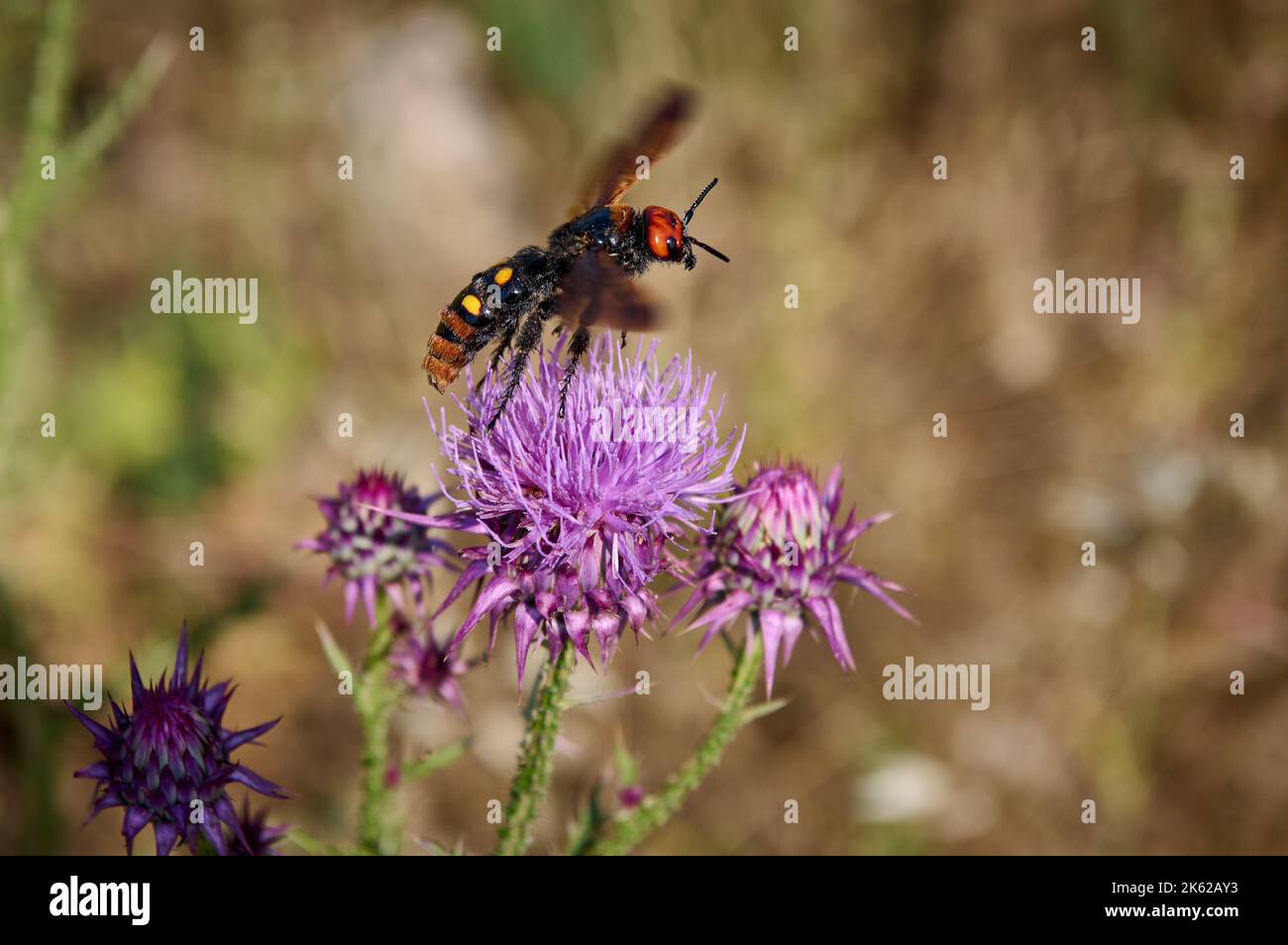 mammoth wasp (Megascolia maculata, Megascolia maculata maculata ...