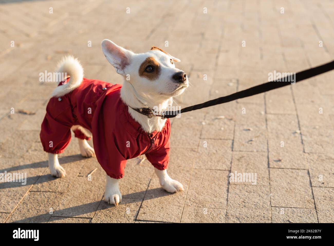 Adorable Jack Russell Terrier outdoors autumn. Portrait of a little dog ...