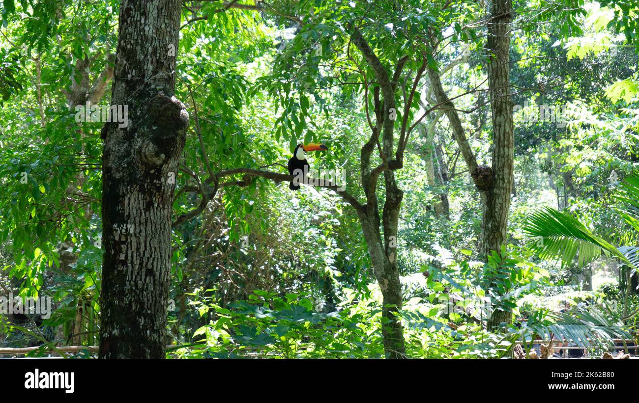 A toucan perched on tree branch at the zoo Stock Photo - Alamy