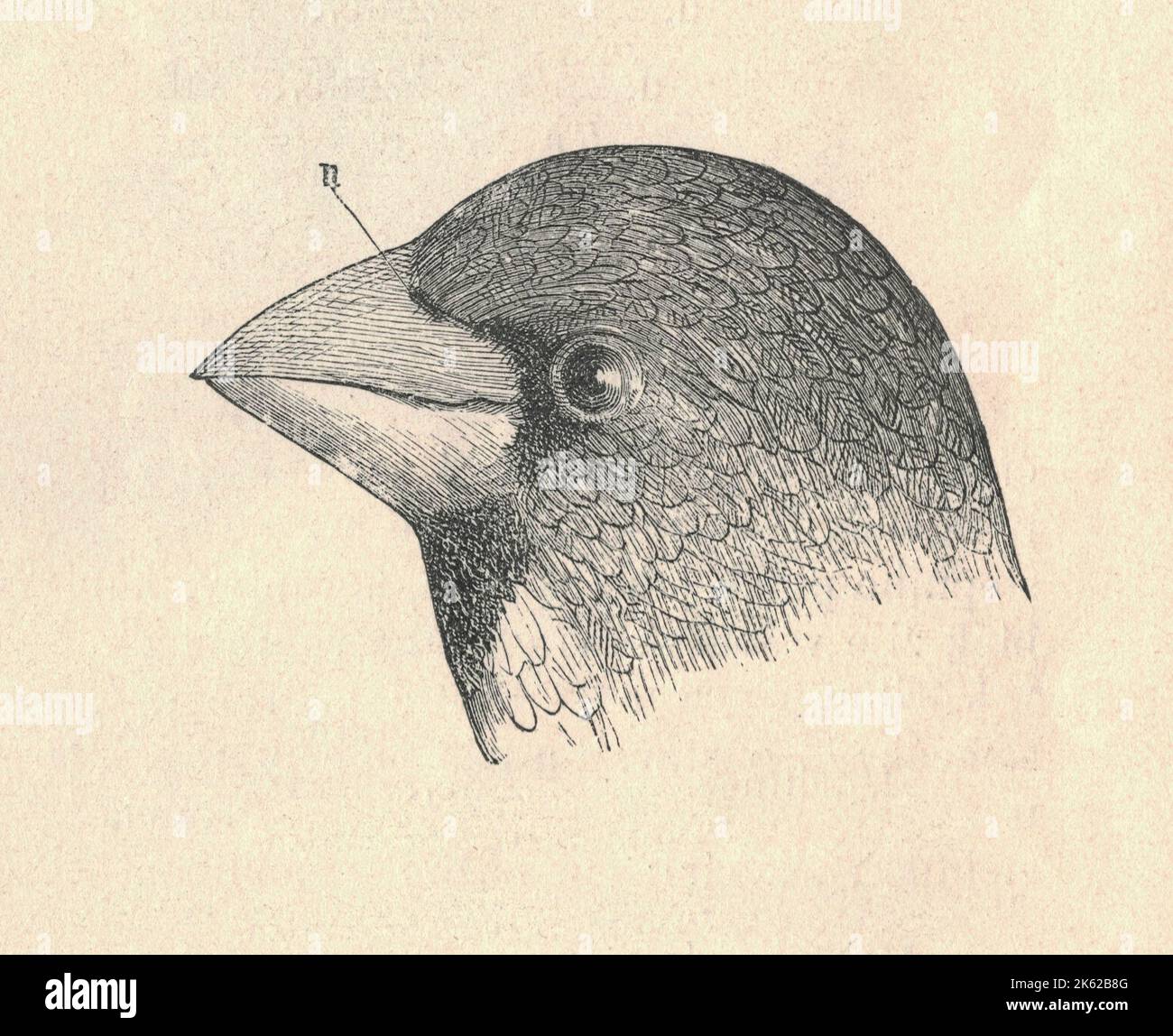 Head of the grosbeak. Antique engraved illustration of the grosbeak ...