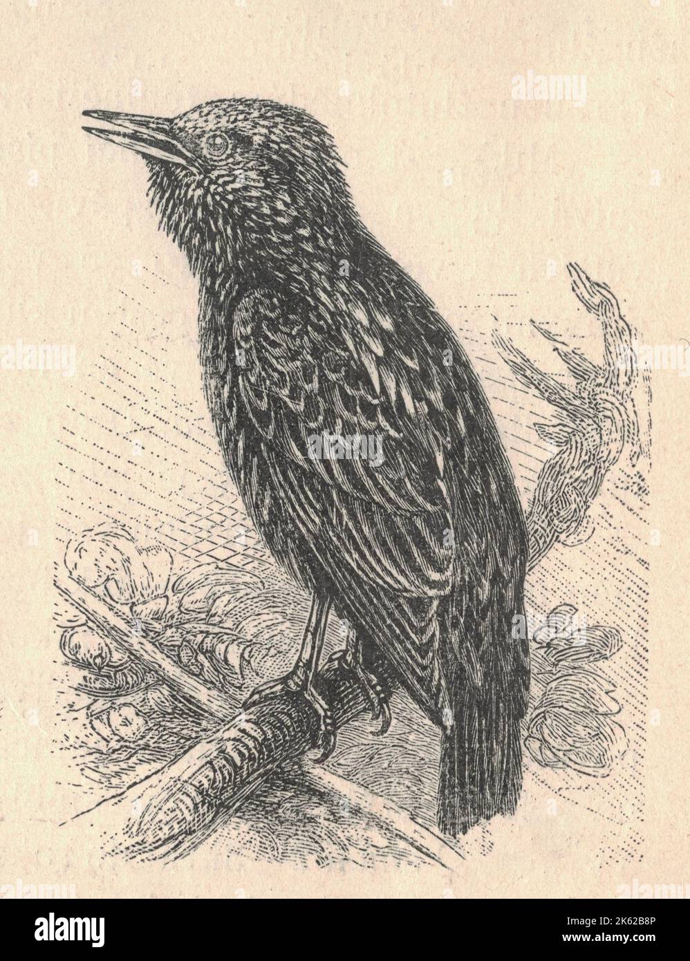 European starling drawing hi-res stock photography and images - Alamy