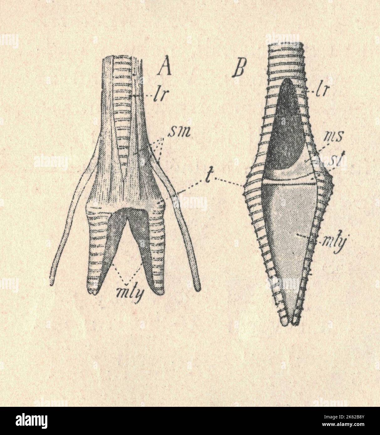 Syrinx - the vocal organ of a bird. Antique engraved illustration of ...