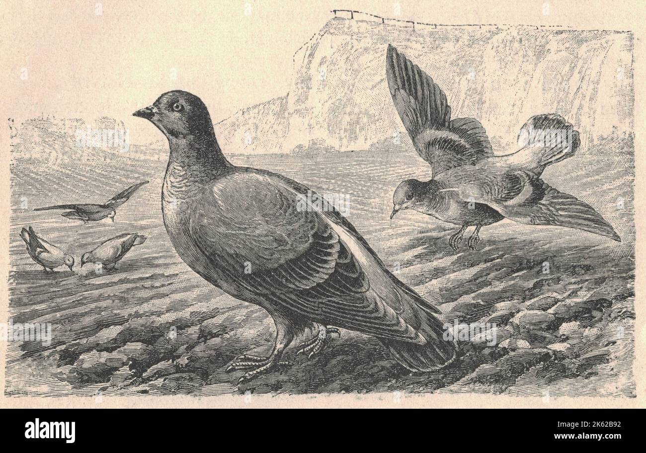 Columba Livia Sketch