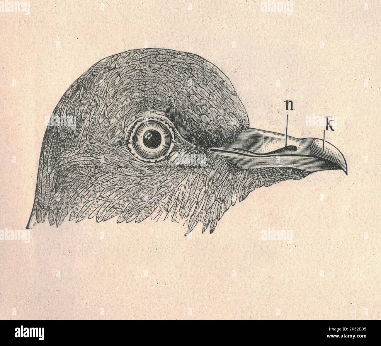 Antique engraved illustration of the pigeon head. Vintage illustration ...