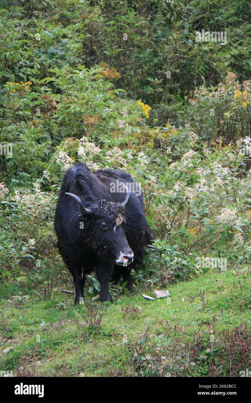 Yak noir hi-res stock photography and images - Alamy
