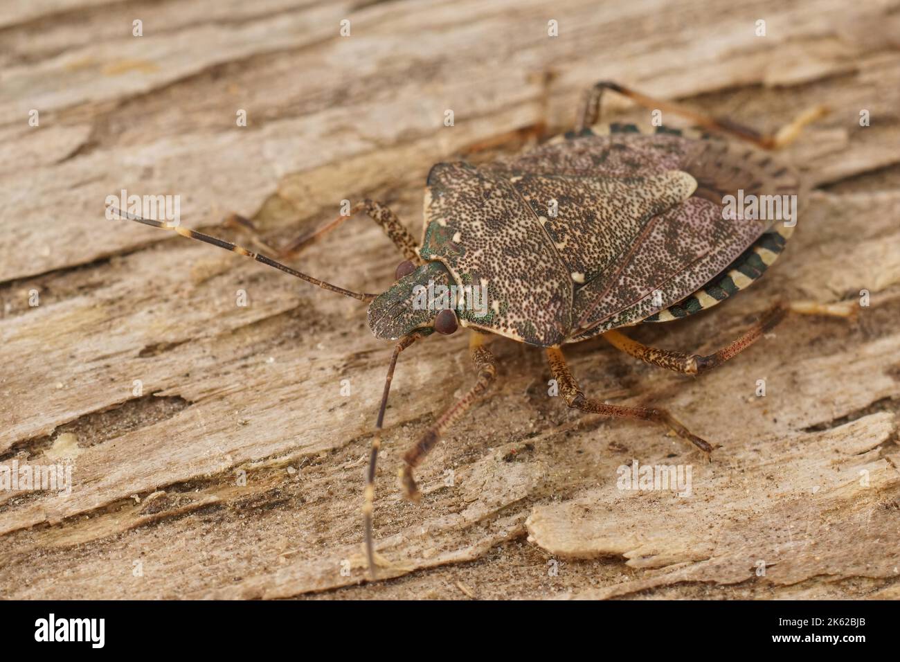 Gard pest hi-res stock photography and images - Alamy