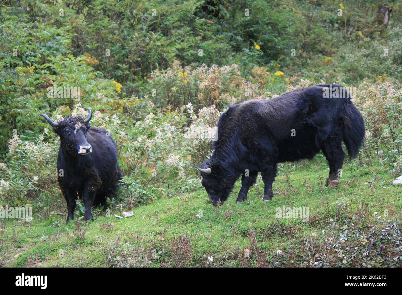 Yak noir hi-res stock photography and images - Alamy
