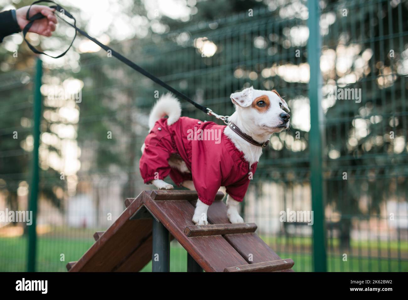 Adorable Jack Russell Terrier outdoors. Portrait of a little dog Stock ...
