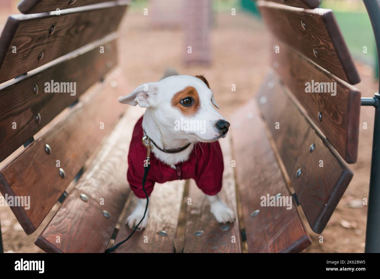 Adorable Jack Russell Terrier outdoors. Portrait of a little dog Stock ...