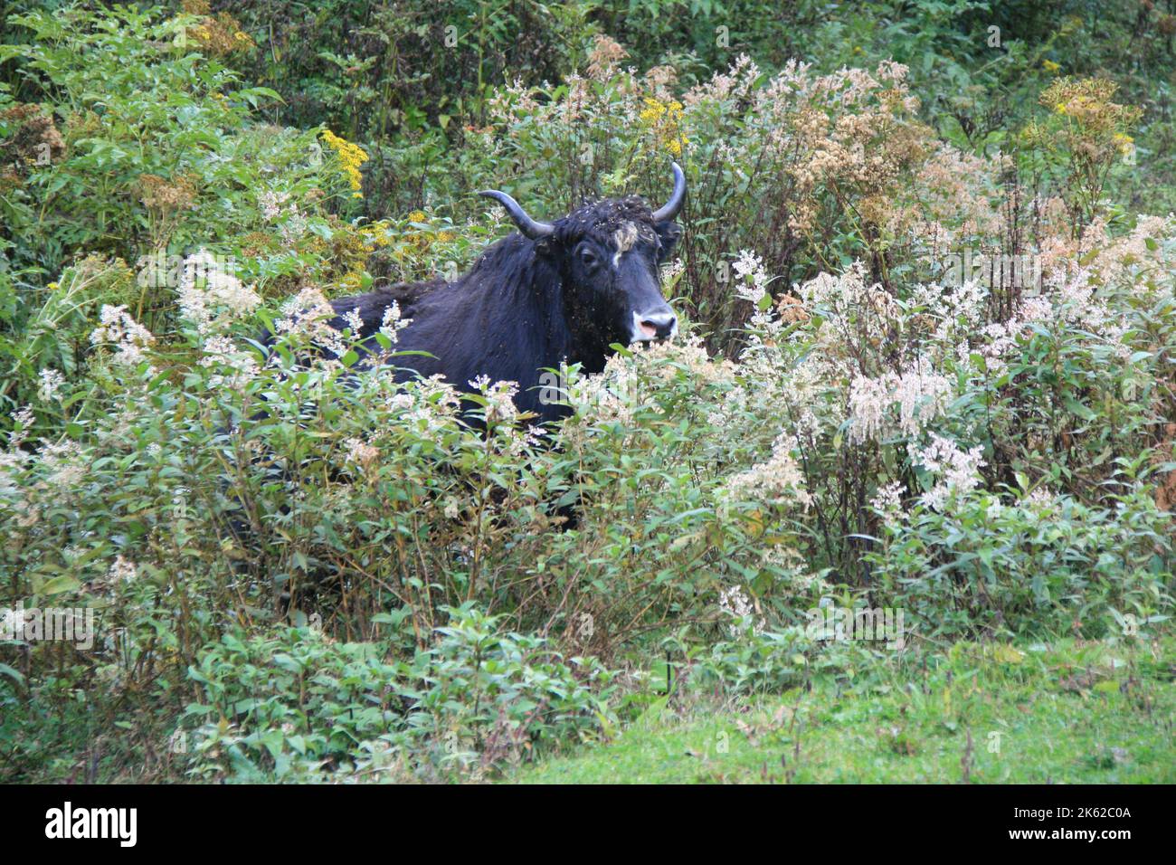 Yak noir hi-res stock photography and images - Alamy