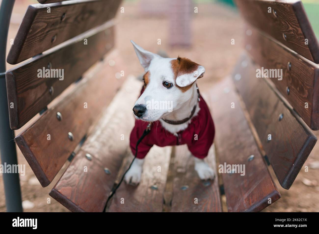Adorable Jack Russell Terrier outdoors. Portrait of a little dog Stock ...