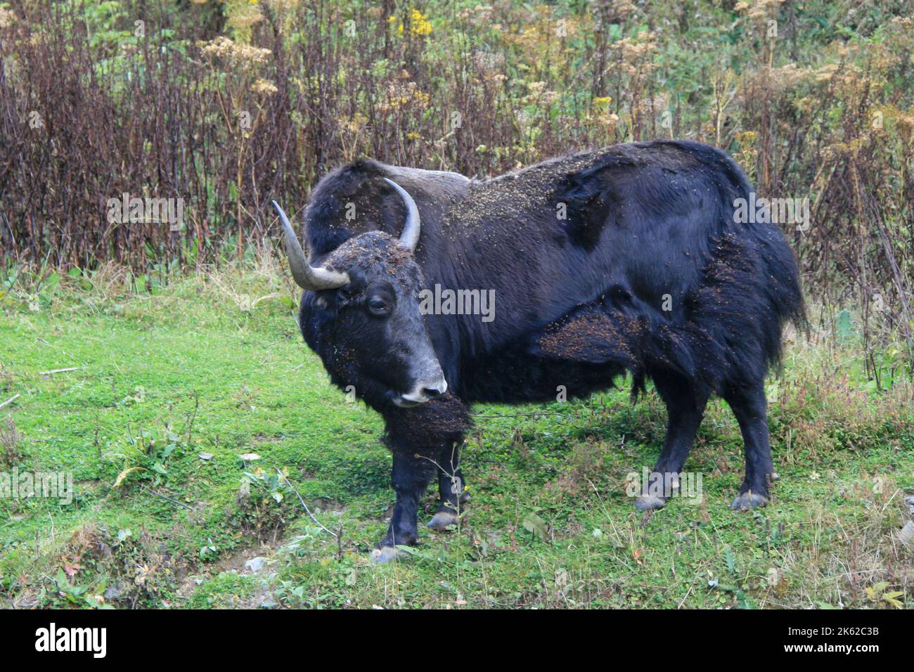 Yak noir hi-res stock photography and images - Alamy