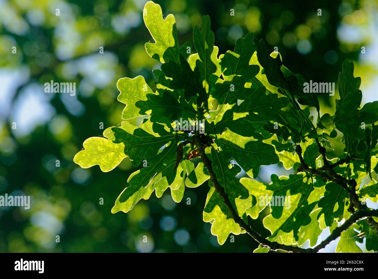 Oak leaves with rim lighting, against a blue sky Stock Photo - Alamy