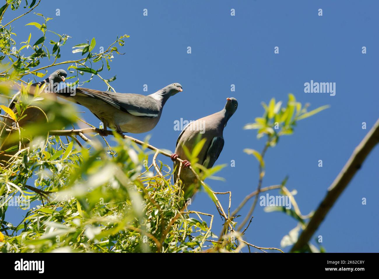 Three wood pigeons sitting on a branch and looking curious Stock Photo ...