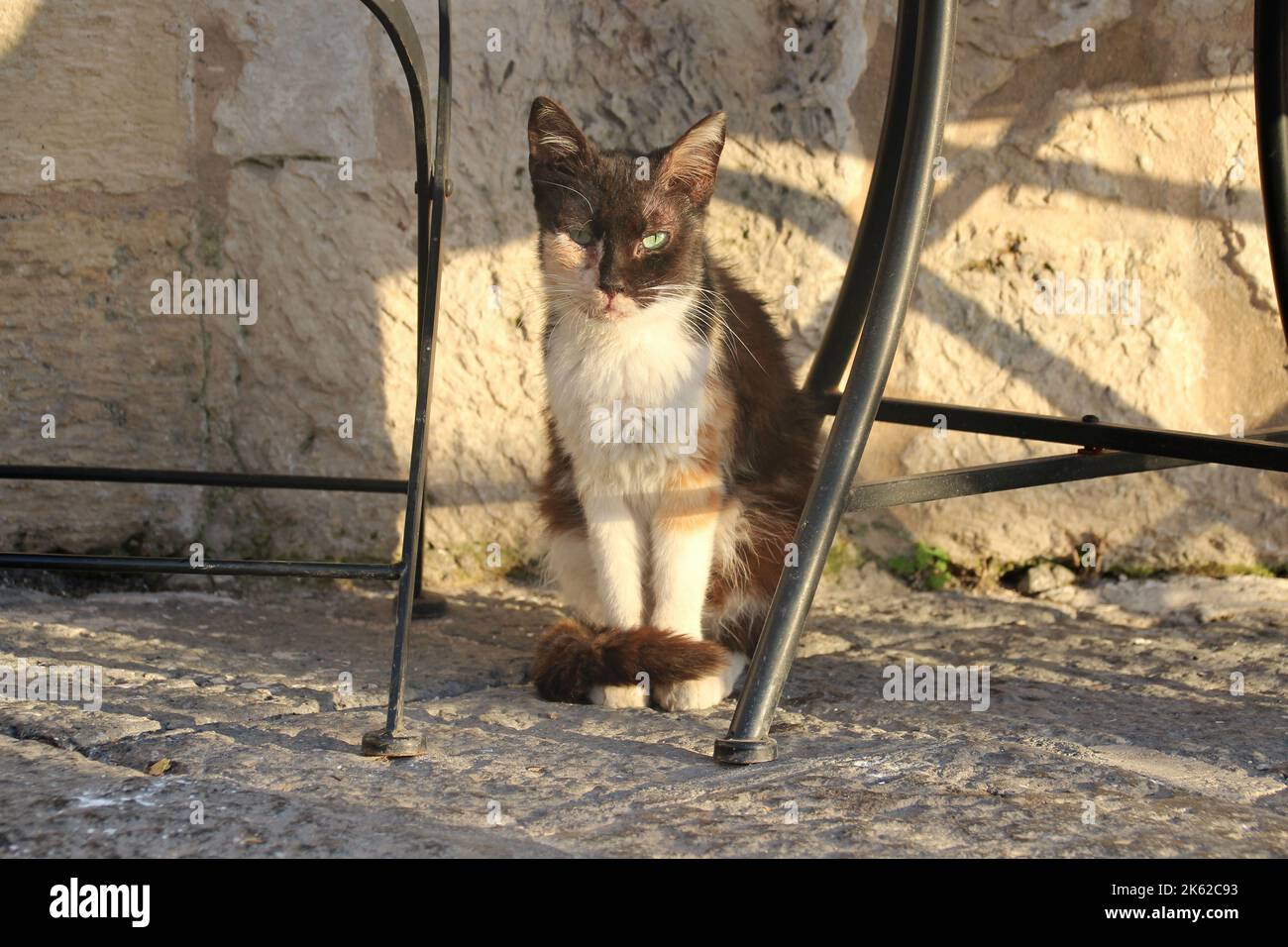 cat in sicily (italy Stock Photo - Alamy